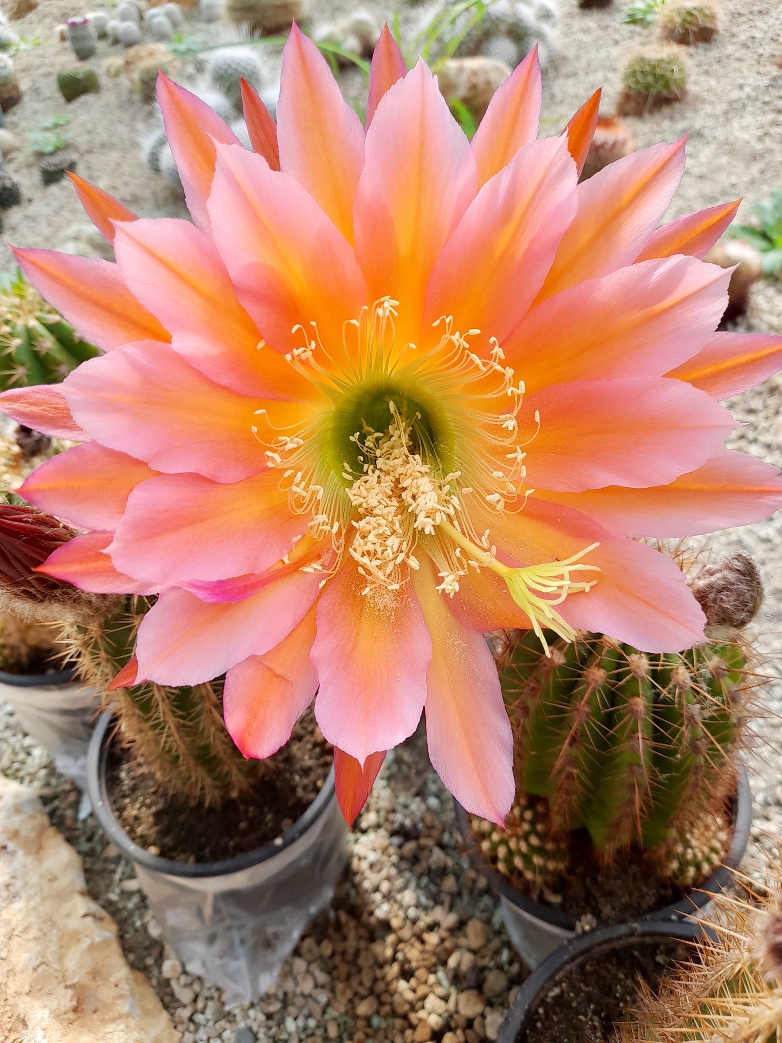 Festival kvitnúcich kaktusov v Bojniciach 2023 - Botany park | codnes.sk