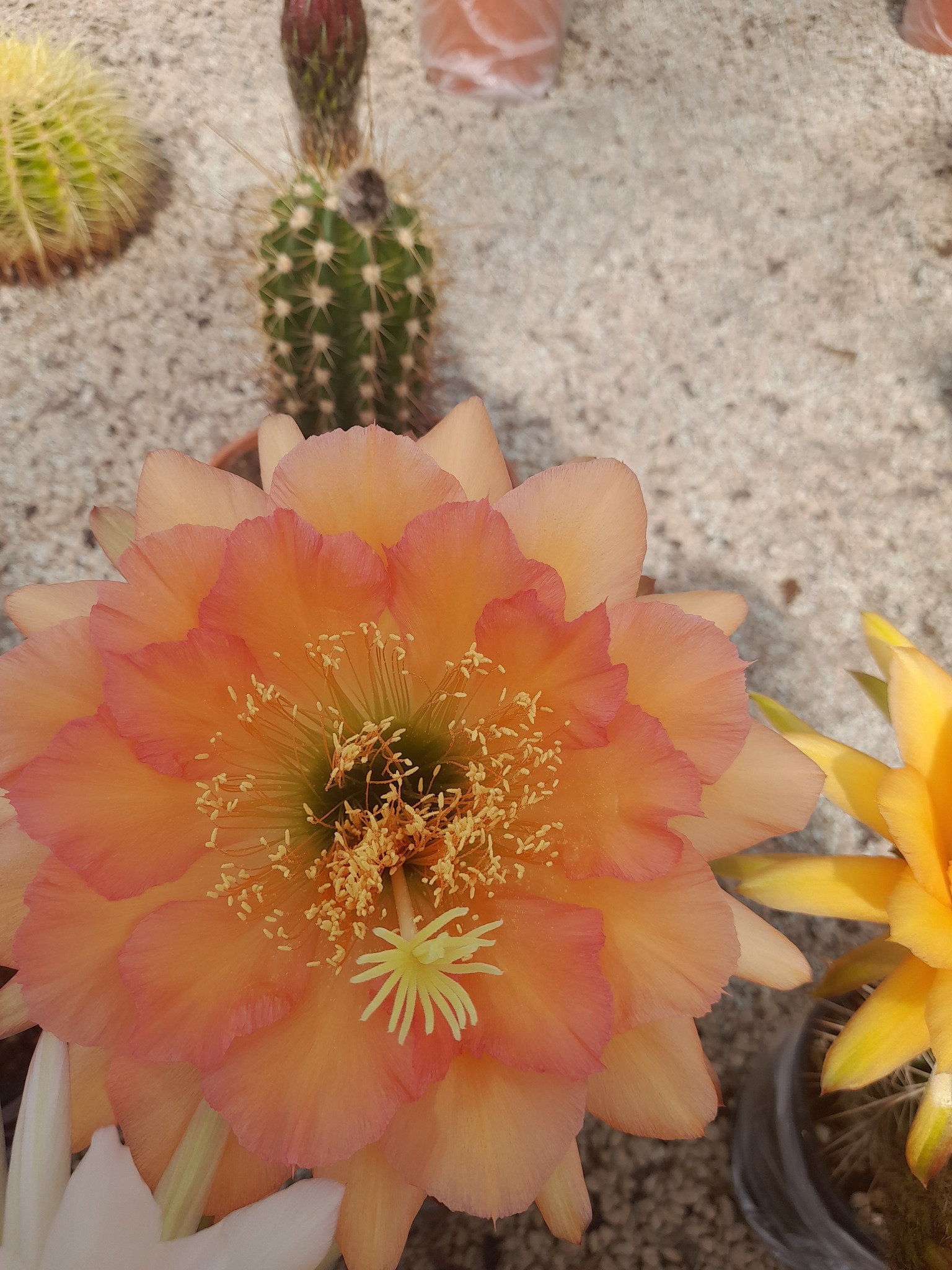 Festival kvitnúcich kaktusov v Bojniciach 2023 - Botany park | codnes.sk