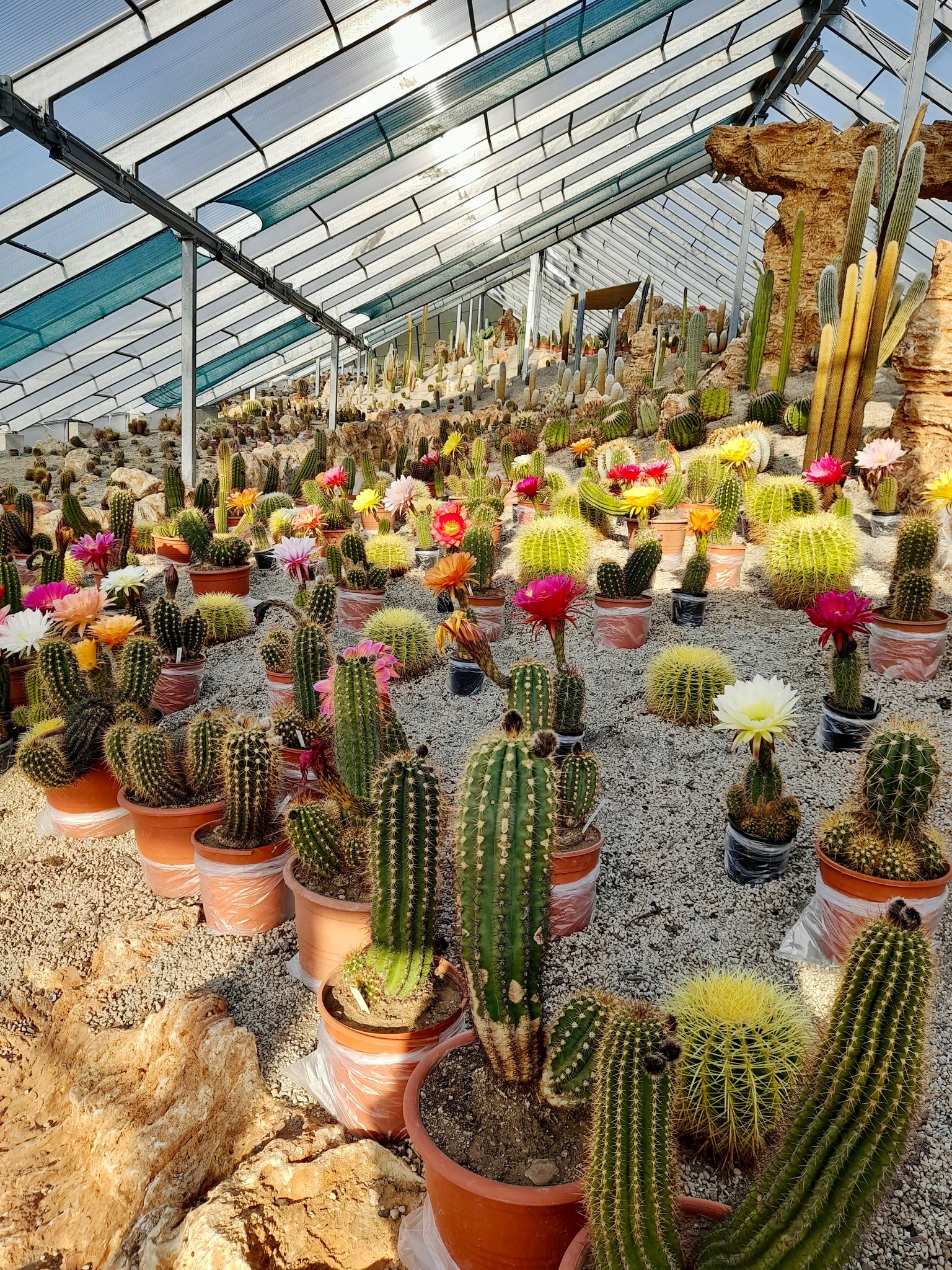 Festival kvitnúcich kaktusov v Bojniciach 2023 - Botany park | codnes.sk
