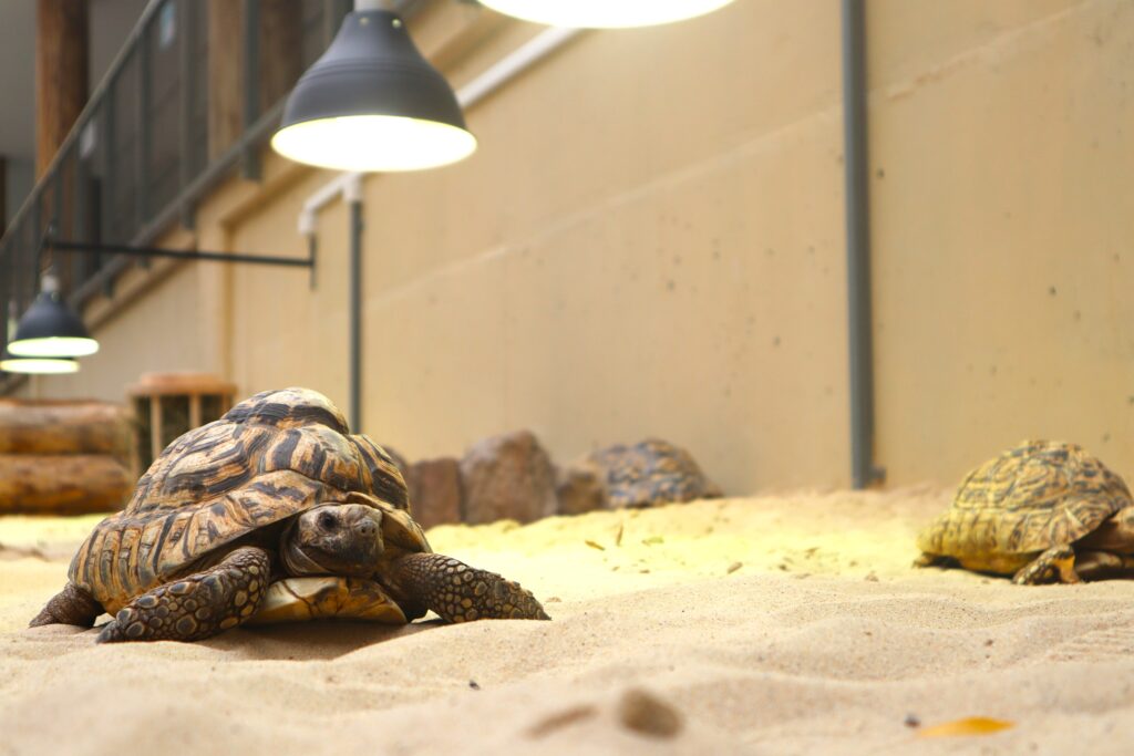 Foto a video: Bojnická zoo má v pavilóne slonov novú expozíciu ...